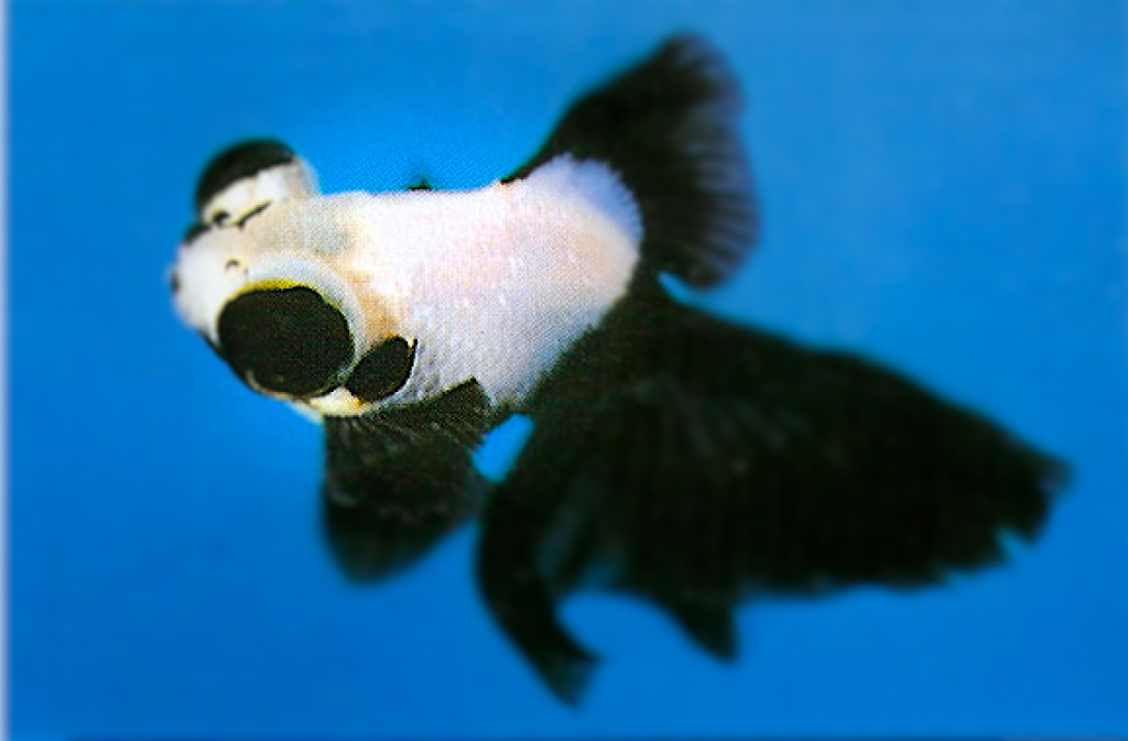 パンダ金魚プロジェクト